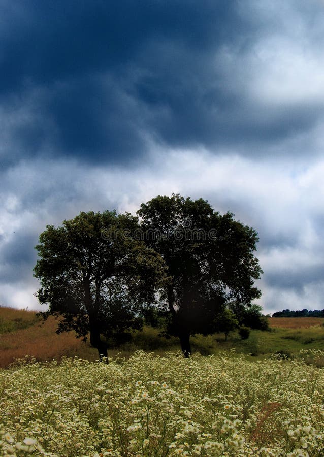 Single Tree and Storm Clouds Stock Photo - Image of tree, grass: 38989058
