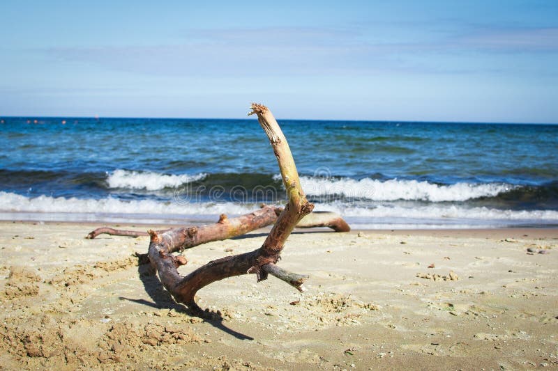 A Big Branch of a Tree on the Beach by the Sea Stock Photo - Image of ...