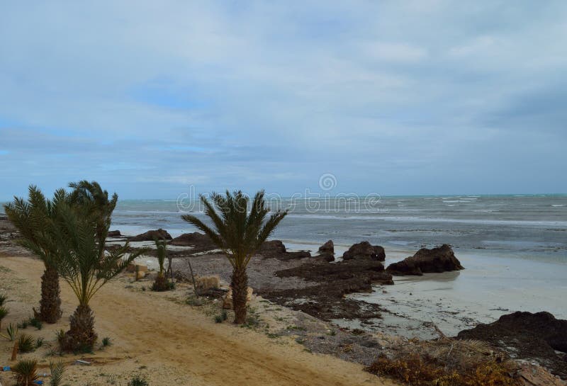 Storm stock photo. Image of windy, avery, palms, abig - 50872086