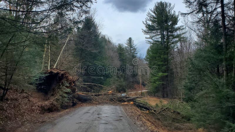 Storm-Blown Pine Tree Blocks Road Stock Image - Image of aftermath ...
