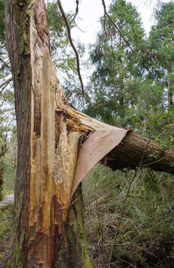 Pine tree ripped by storm stock image. Image of nonurban - 36594621