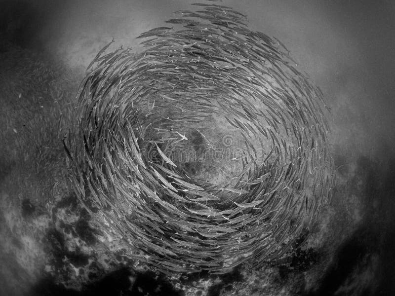 Barracuda Storm Stock Photos - Free & Royalty-Free Stock Photos from ...