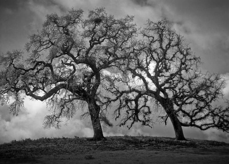 Storm Clouds Gathering Around Oak Trees on a Hill Stock Photo - Image ...