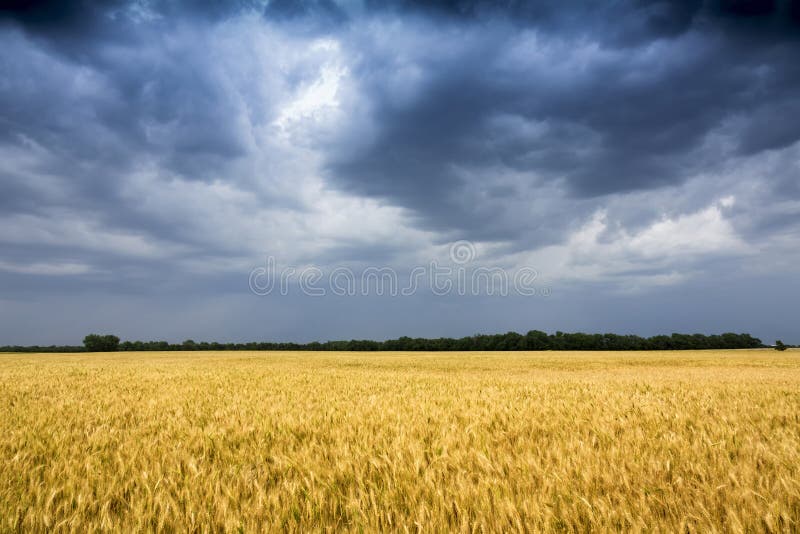 Kansas Farm Field with Dense Crop of Bright Yellow Sunflowers Stock ...