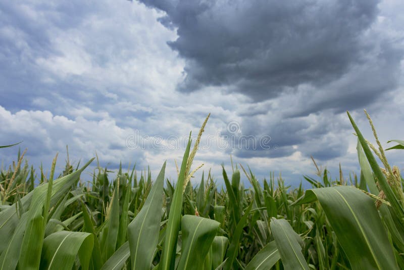 Storm Clouds Over Corn Fields Stock Photo - Image of countryside, cloudscape: 95419192