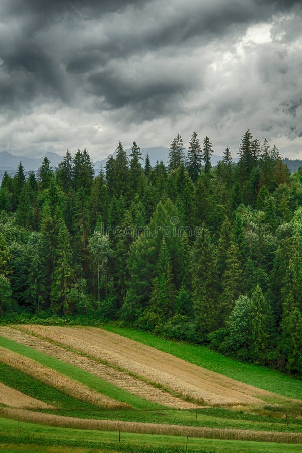 Storm Clouds Over the Forest Stock Photo - Image of valley, hill: 70027510