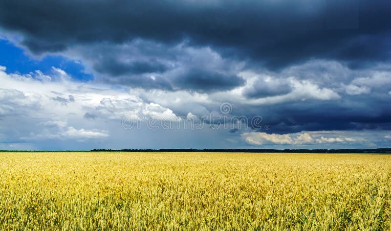 Storm Clouds Over a Golden Field. Stock Image - Image of ripe ...