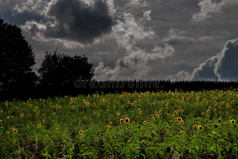 181 Storm Over Sunflower Field Stock Photos - Free & Royalty-Free Stock ...