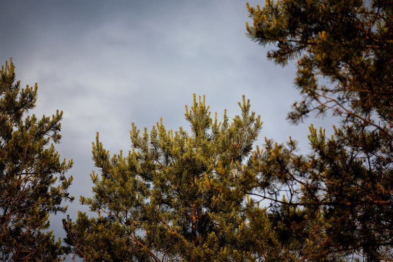 Storm Clouds Over the Tips of Pine Trees in Forest Stock Image - Image ...