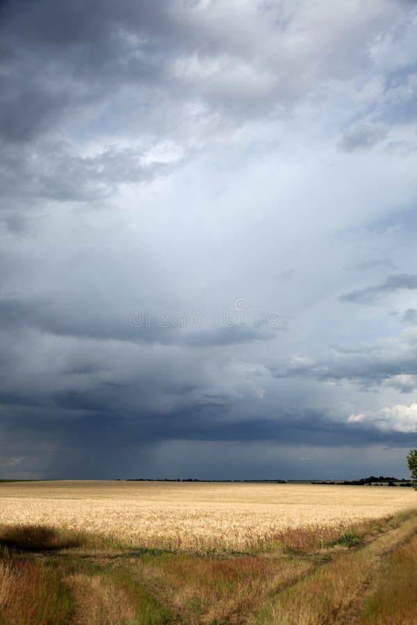 Storm Clouds Over Wheat Field Stock Photo - Image of gold, fields: 11691794