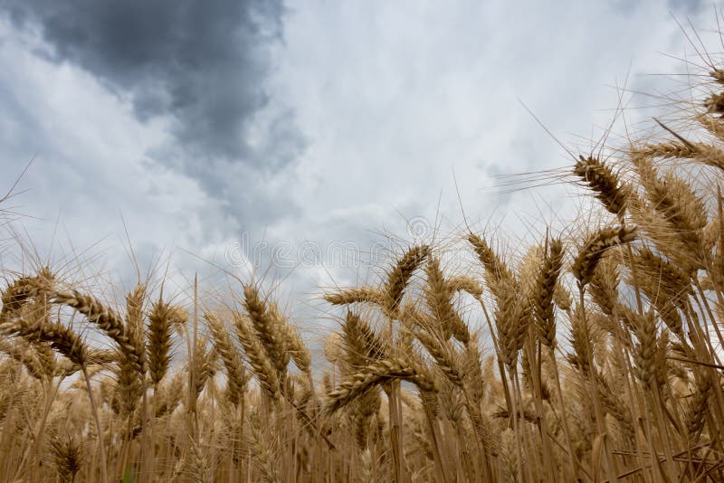 Storm Clouds Over Wheat Field. Stock Photo - Image of beautiful, view ...