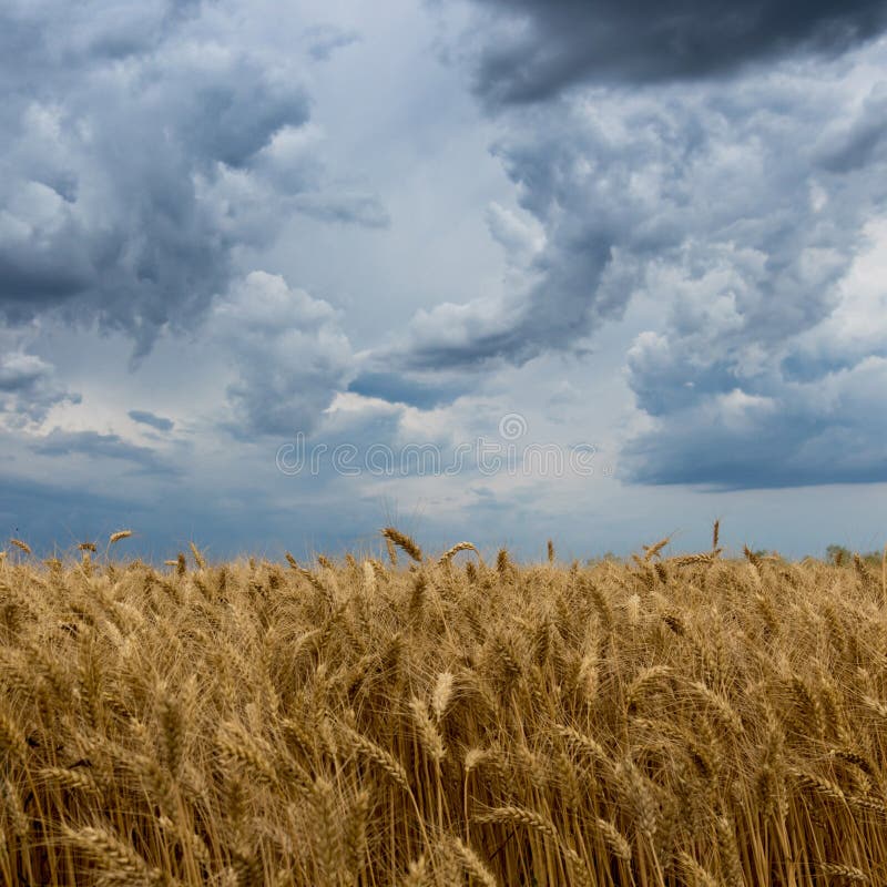 Storm Clouds Over Wheat Field. Stock Photo - Image of background, view ...