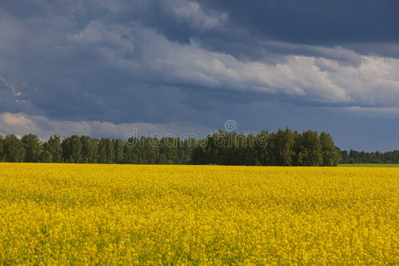 Storm Clouds Over the Yellow Field of Flowers Stock Image - Image of ...