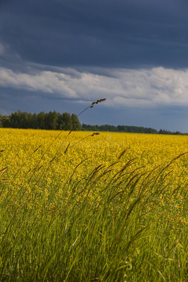 Storm Clouds Over the Yellow Field of Flowers Stock Image - Image of ...