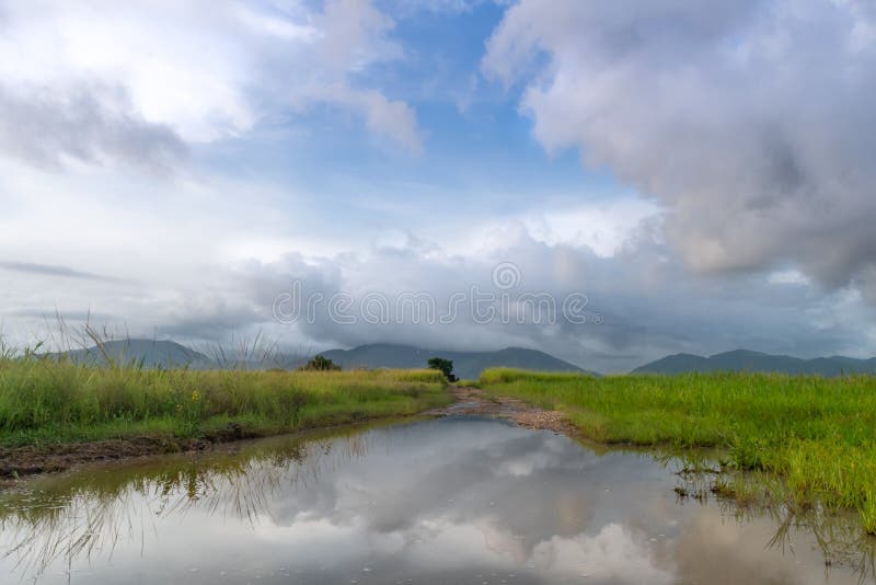Rice Fields in Caroni, Trinidad West Indies on a Stormy Evening. Stock ...