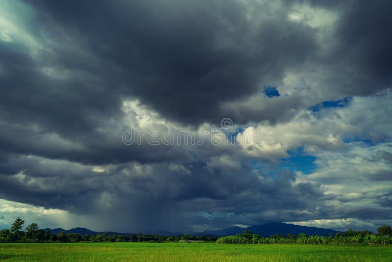 Storm Clouds on Rice Field in Rainy Season Stock Photo - Image of ...