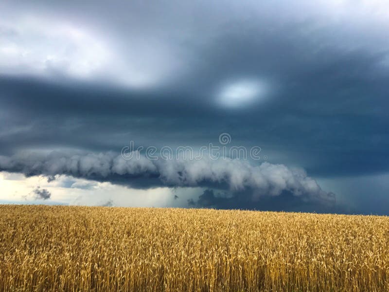 Storm Clouds Over a Wheat Field. Stock Photo - Image of farm, storm ...