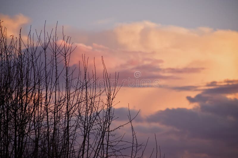 Stormy Sunset and Silhouettes Tree Top Stock Image - Image of sunset ...