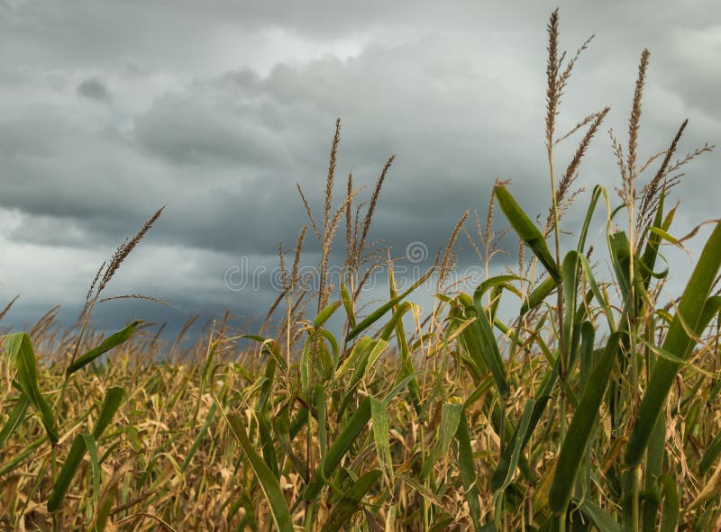 Storm in the corn field stock image. Image of windy, storm - 79125537