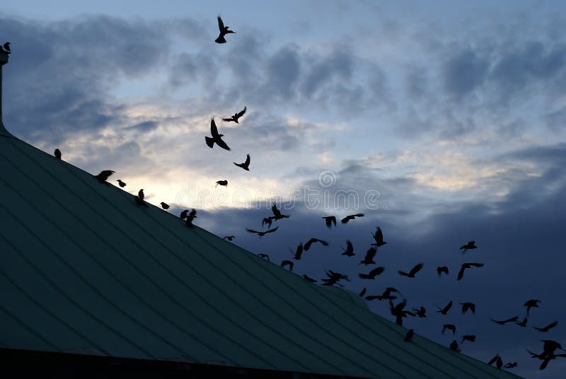 Flock of crows stock image. Image of sunlit, group, evening - 13331169
