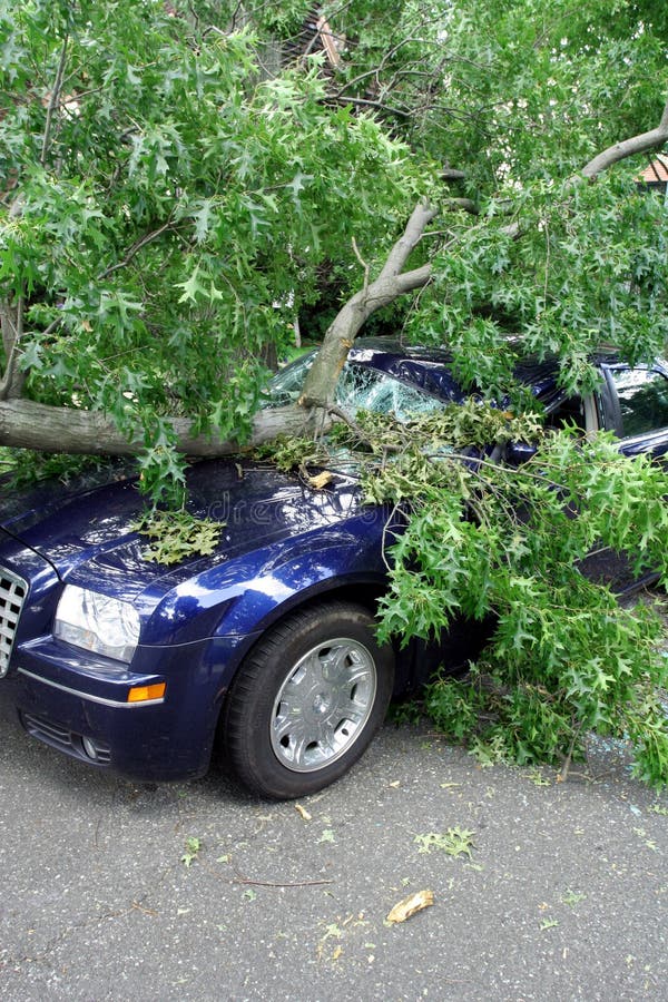 Storm Damage stock image. Image of branch, tree, wind - 1139275