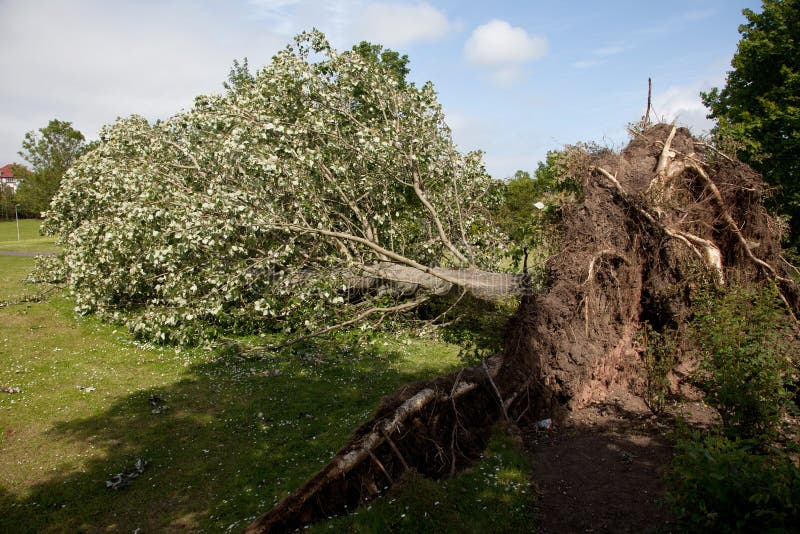 Storm Damage stock photo. Image of scotland, turned, park - 20200718