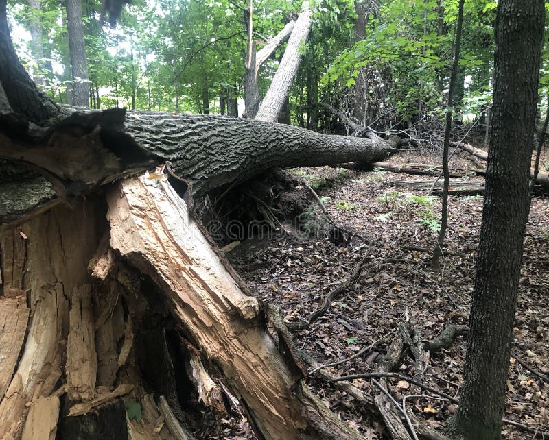Storm Damage Brings Trees Down Stock Photo - Image of splintered, wind ...
