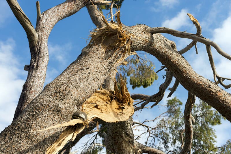 Storm Damage - Broken Maritime Pine Tree Stock Photo - Image of cloud ...