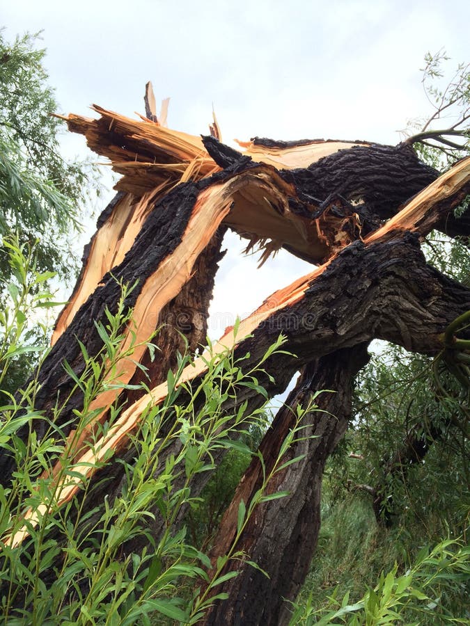 Storm damage broken tree stock image. Image of broken - 57171581