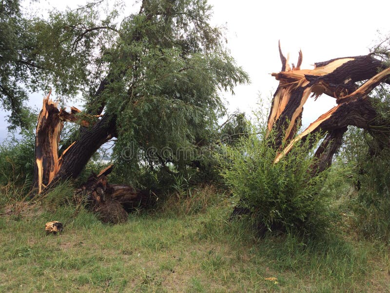 Storm damage broken trees stock image. Image of wind - 57171787