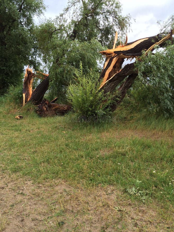 Storm damage broken trees stock photo. Image of tree - 57171844