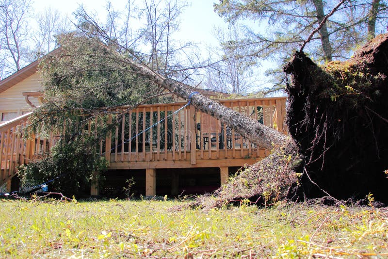 Falling Tree after Hard Storm on Damage House Stock Image - Image of ...