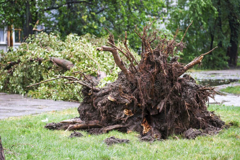 Storm Damage. Fallen Tree in the Park after a Storm Stock Image - Image ...