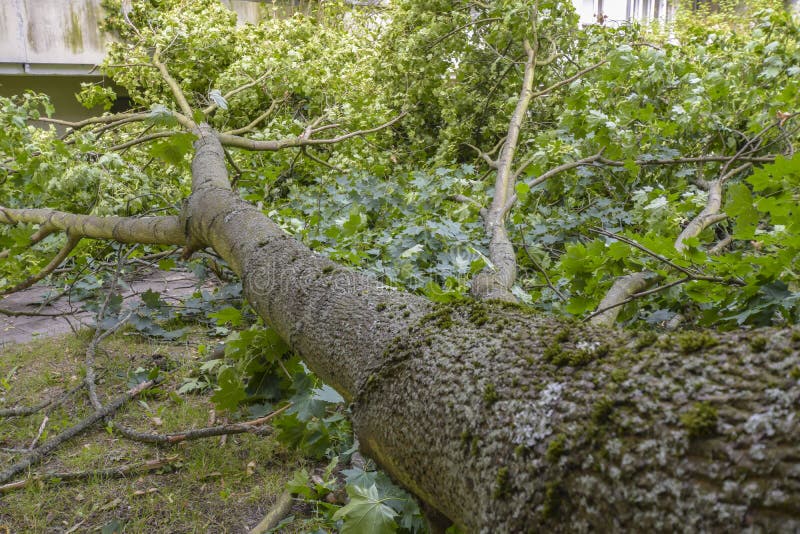 Storm Damage with Fallen Tree, Which Narrowly Missed a House after ...