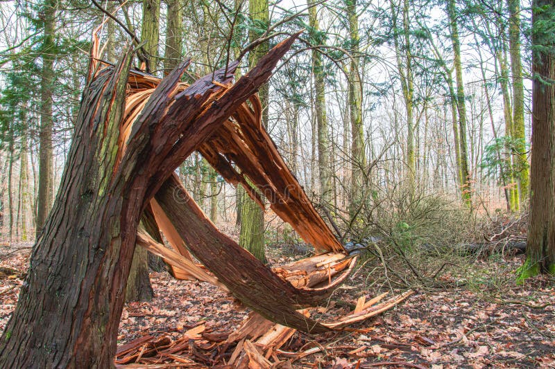 Storm Damage with Fallen Trees in a Forest Stock Photo - Image of ...