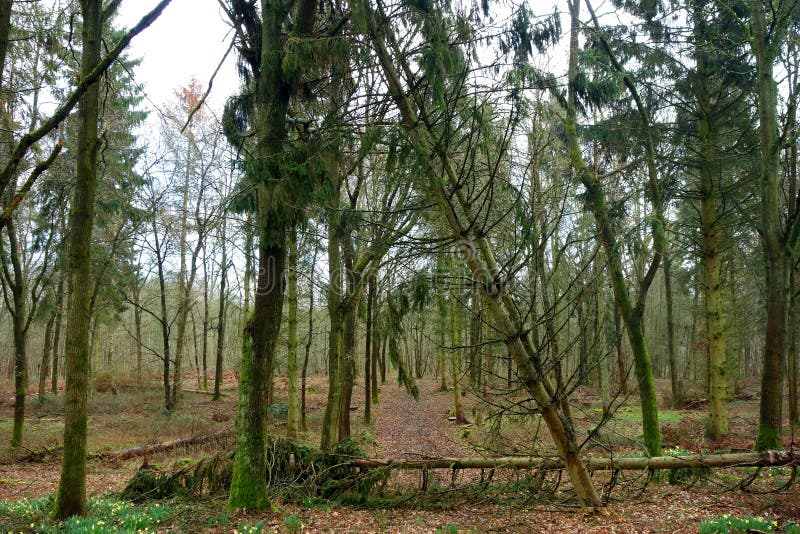 Storm Damage in a Forest stock image. Image of storm - 174066827
