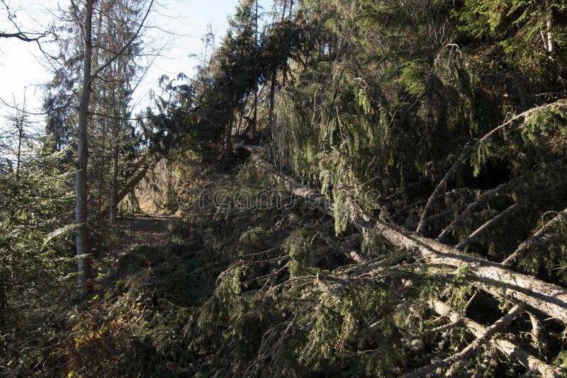 Damage in a Forest after October 2018s Severe Storms Above Lago Di ...