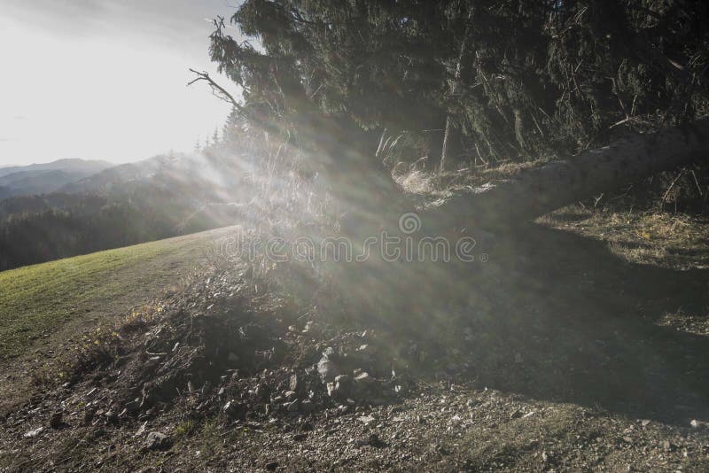 Storm damage in the forest stock photo. Image of thunderstorm - 210084170
