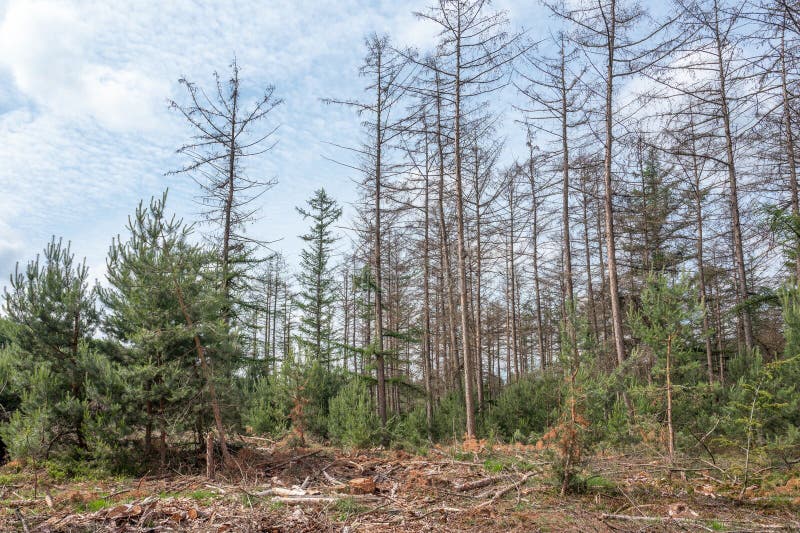 Storm damage in a forest. stock image. Image of forests - 199747333