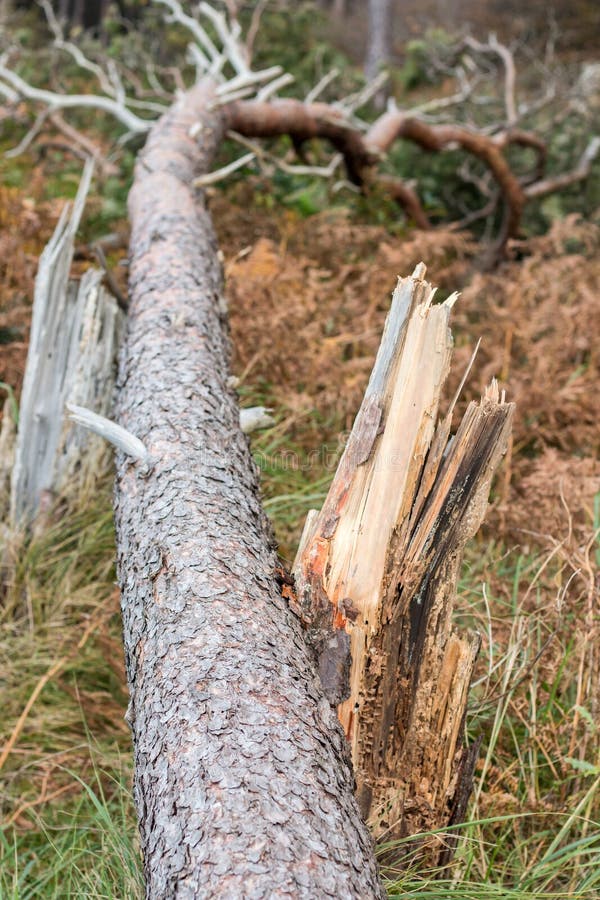 Storm Damage in the Forest on the Tree Stock Photo - Image of wood ...
