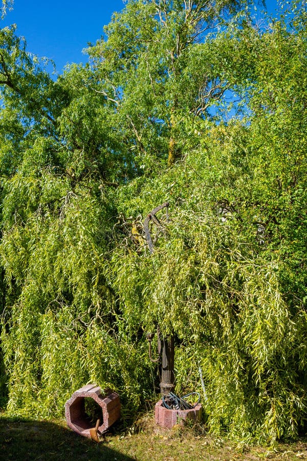 Storm damage in a garden stock photo. Image of destruction - 138511750