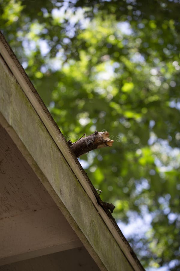 Storm Damage stock image. Image of foliage, grey, horizontal - 231408609