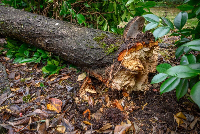 Storm Damage, Old Plum Tree Blown Over by the Wind in a Back Yard ...