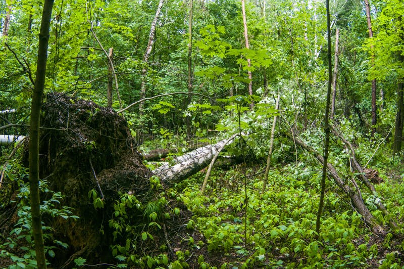 Storm Damage. Trees In The Forest After A Storm. Stock Photo - Image of ...