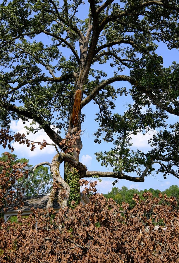 Storm Damage to Tree stock photo. Image of branches - 158666646