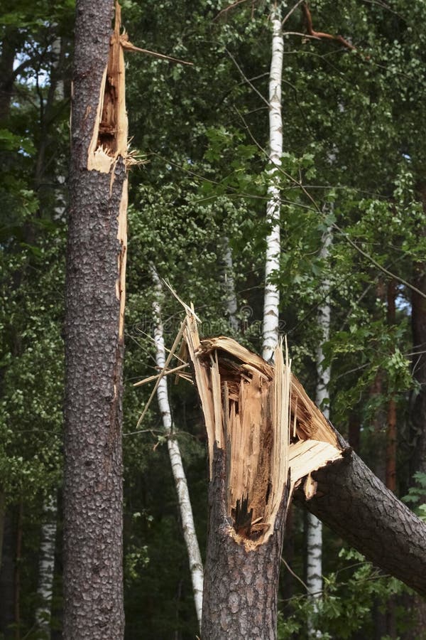 Tree Broken after Hurricane Storm Fallen Tree after a Storm Stock Photo ...