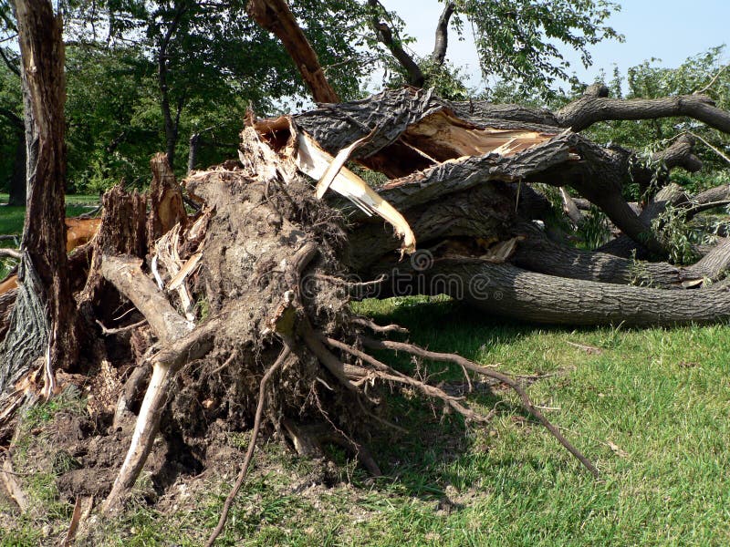 Storm damage - tree down 3 stock image. Image of aftermath - 5383273