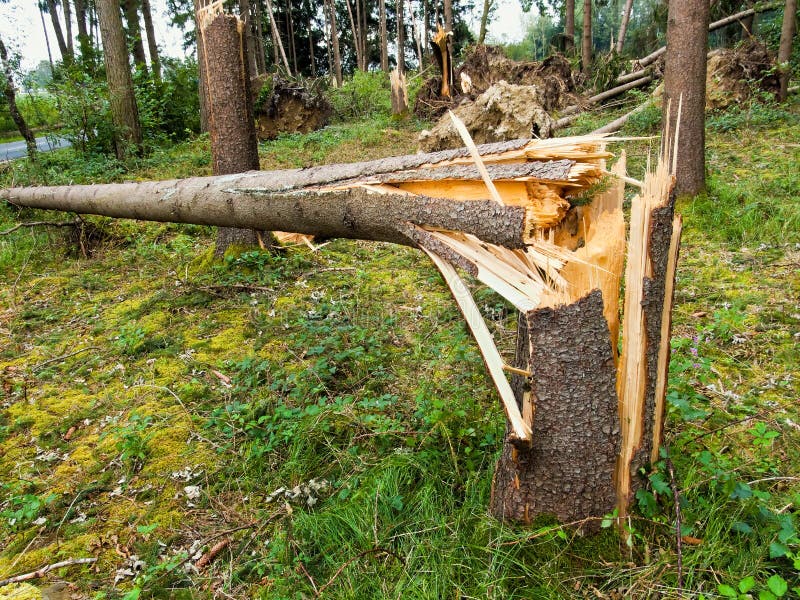 Storm Damage. Trees in the Forest after a Storm. Stock Photo - Image of ...