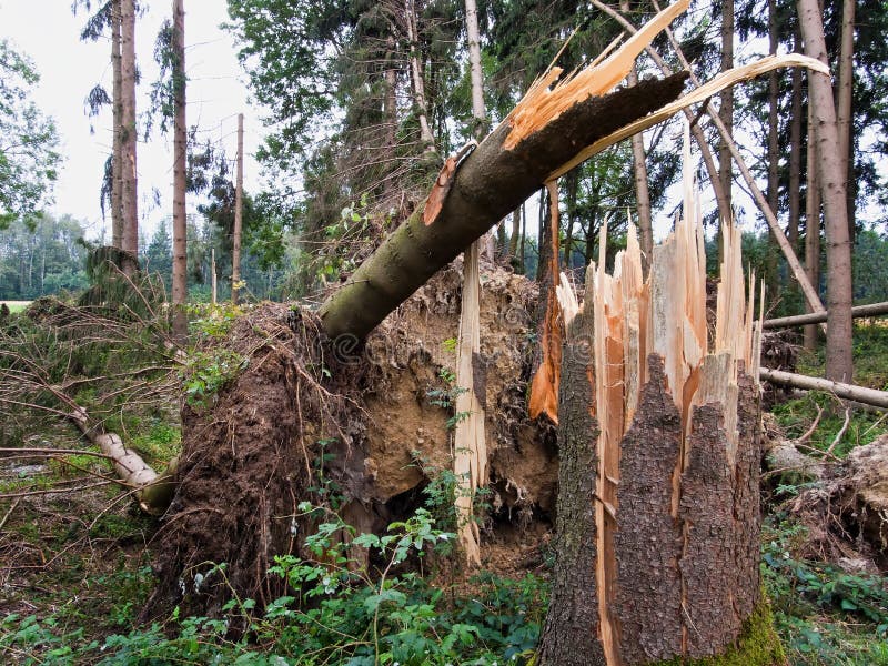 Storm Damage. Trees in the Forest after a Storm. Stock Photo - Image of ...