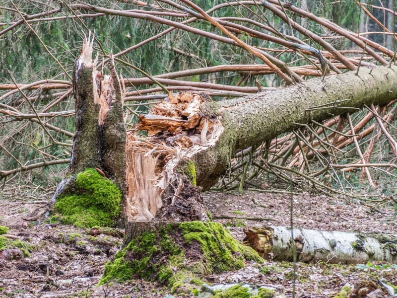 Storm Damage Trees in the Forest after Storm Stock Photo - Image of ...